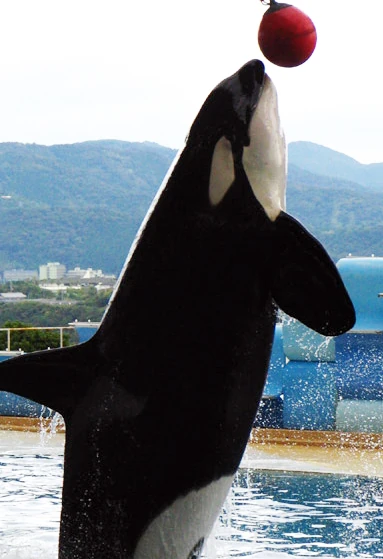 Kyu | Killer Whale Wiki | Fandom