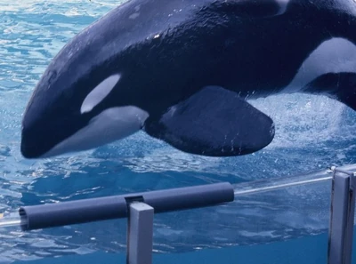 Photos of Ramu | Killer Whale Wiki | Fandom