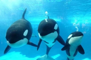 Photos of Takara | Killer Whale Wiki | Fandom