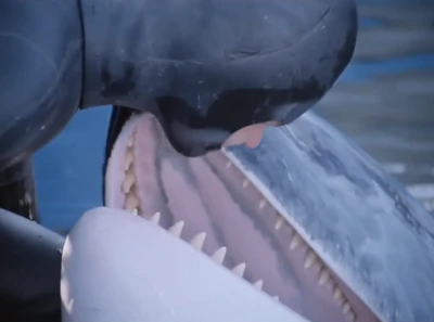 Photos of Chimo | Killer Whale Wiki | Fandom