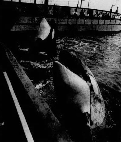 Photos of Chimo | Killer Whale Wiki | Fandom