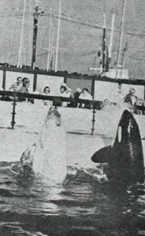 Photos of Chimo | Killer Whale Wiki | Fandom