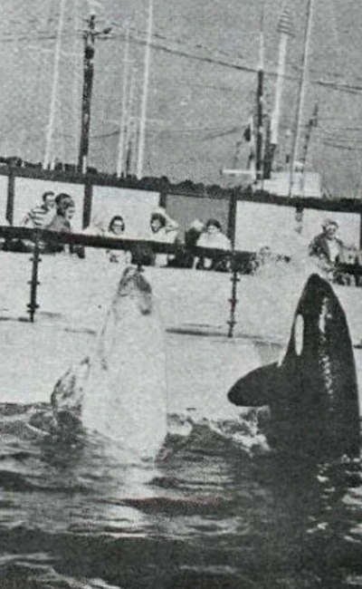 Photos of Chimo | Killer Whale Wiki | Fandom