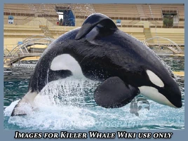 Inouk | Killer Whale Wiki | Fandom