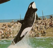 Shamu | Killer Whale Wiki | Fandom