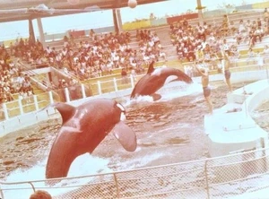 Photos of Hugo | Killer Whale Wiki | Fandom