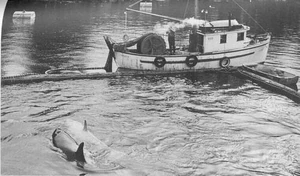 Photos of Chimo | Killer Whale Wiki | Fandom