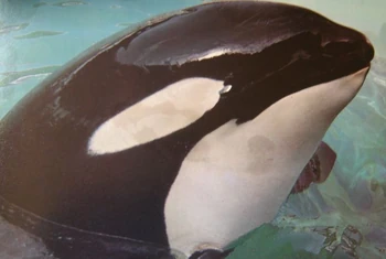 Hugo | Killer Whale Wiki | Fandom