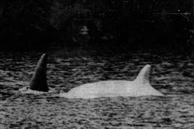 Photos of Chimo | Killer Whale Wiki | Fandom