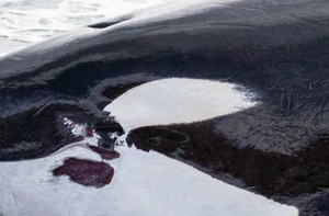 Photos of PTN-001 Mel | Killer Whale Wiki | Fandom