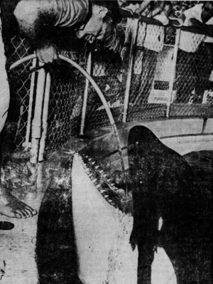 Photos of Hugo | Killer Whale Wiki | Fandom