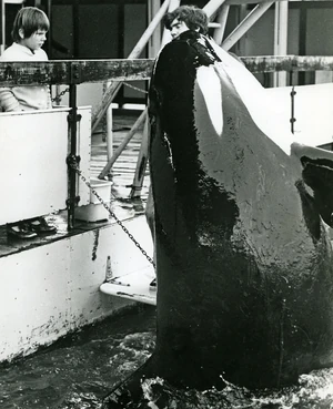 Photos of Haida | Killer Whale Wiki | Fandom