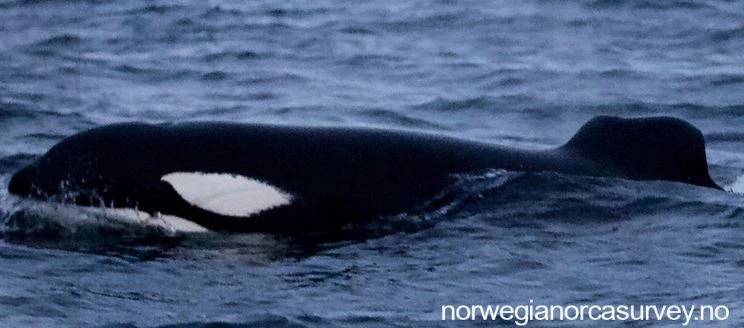 NKW-0063 Flappy | Killer Whale Wiki | Fandom