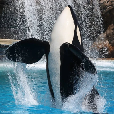 Photos of Keet | Killer Whale Wiki | Fandom