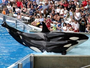 Photos of Takara | Killer Whale Wiki | Fandom