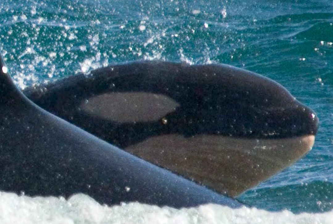 PTN-017 Pash | Killer Whale Wiki | Fandom