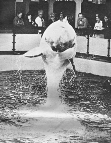 Chimo | Killer Whale Wiki | Fandom