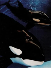 Shouka | Killer Whale Wiki | Fandom