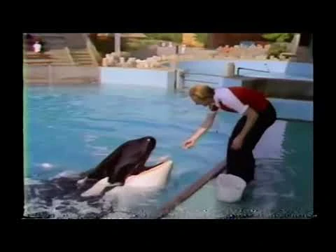 Videos of Kanduke | Killer Whale Wiki | Fandom