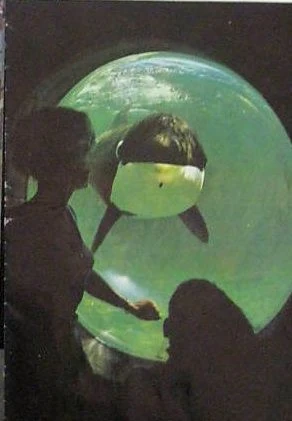 Photos of Hugo | Killer Whale Wiki | Fandom