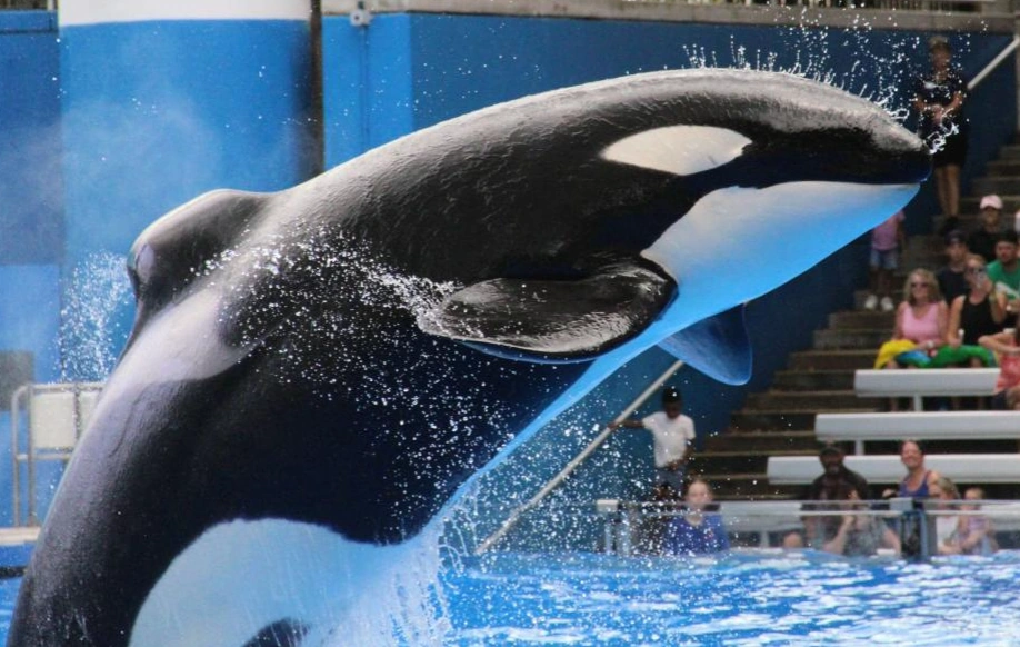 Makaio | Killer Whale Wiki | Fandom