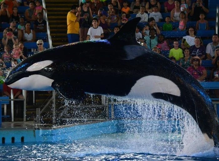 Unna | Killer Whale Wiki | Fandom