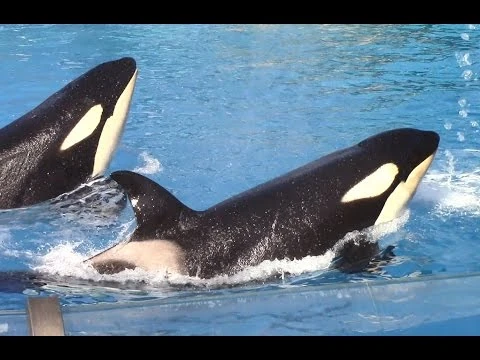 Videos of Kasatka | Killer Whale Wiki | Fandom