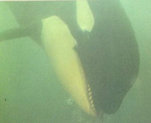 Photos of Haida | Killer Whale Wiki | Fandom