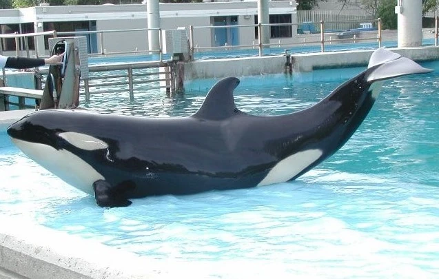 Halyn | Killer Whale Wiki | Fandom