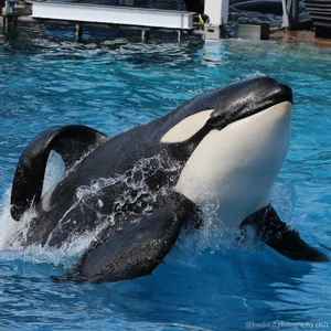 Photos of Keet | Killer Whale Wiki | Fandom