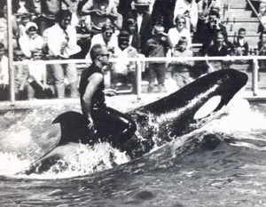 Photos of Shamu | Killer Whale Wiki | Fandom