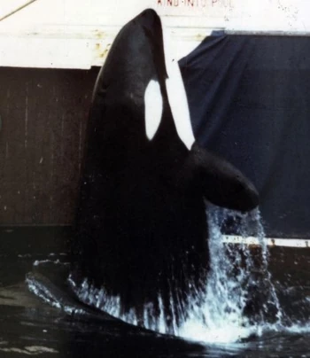 Kandu | Killer Whale Wiki | Fandom