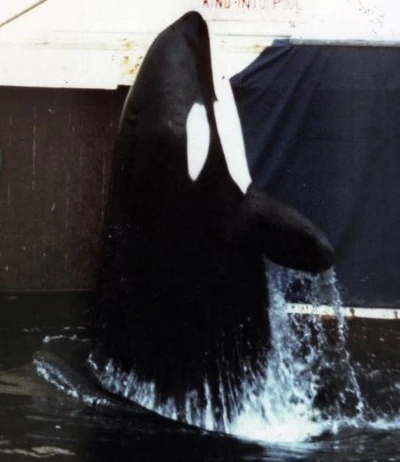 Photos of Kandu | Killer Whale Wiki | Fandom