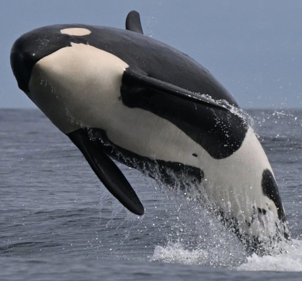 J35 Tahlequah | Killer Whale Wiki | Fandom