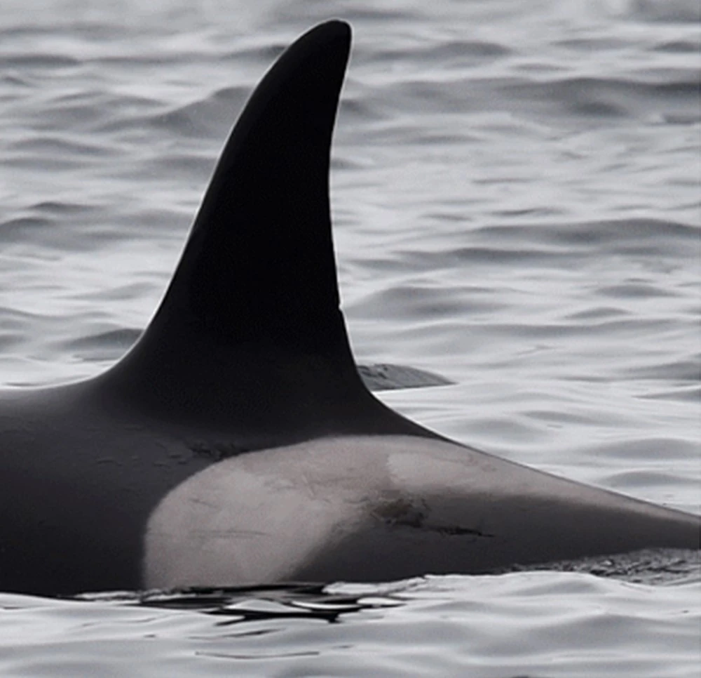 NKW-0794 | Killer Whale Wiki | Fandom