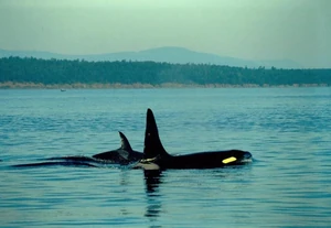 Photos of J27 Blackberry | Killer Whale Wiki | Fandom