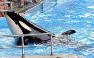 Shouka | Killer Whale Wiki | Fandom