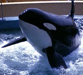 Orky | Killer Whale Wiki | Fandom