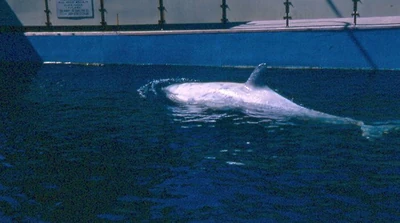 Photos of Chimo | Killer Whale Wiki | Fandom