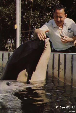Photos of Kilroy | Killer Whale Wiki | Fandom