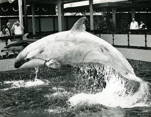Photos of Chimo | Killer Whale Wiki | Fandom