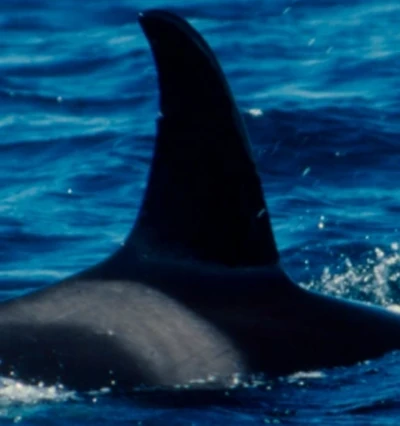 Photos of EA 0003 Mid Nick | Killer Whale Wiki | Fandom