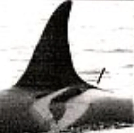 Photos of K18 Kiska | Killer Whale Wiki | Fandom