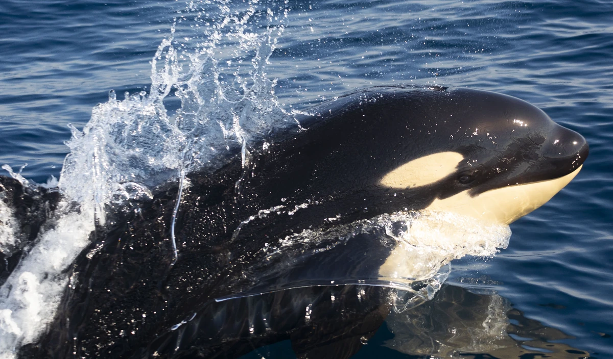 HW-OO05ETP-0023 Navi | Killer Whale Wiki | Fandom