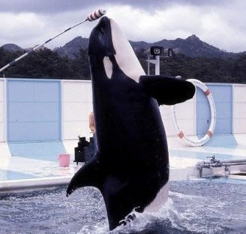 Jumbo | Killer Whale Wiki | Fandom