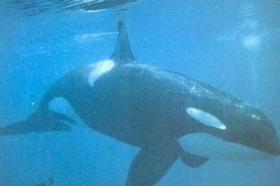 Photos of Corky | Killer Whale Wiki | Fandom
