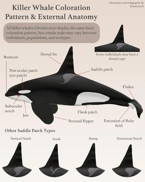 An Introduction to Killer Whales | Killer Whale Wiki | Fandom