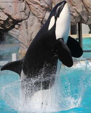 Photos of Orkid | Killer Whale Wiki | Fandom