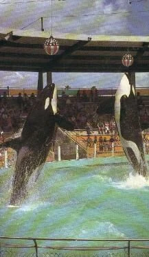 Photos of Hugo | Killer Whale Wiki | Fandom