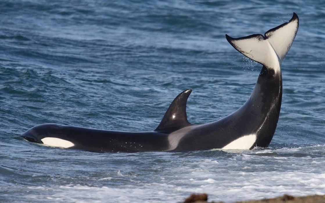 PTN-029 Auka | Killer Whale Wiki | Fandom